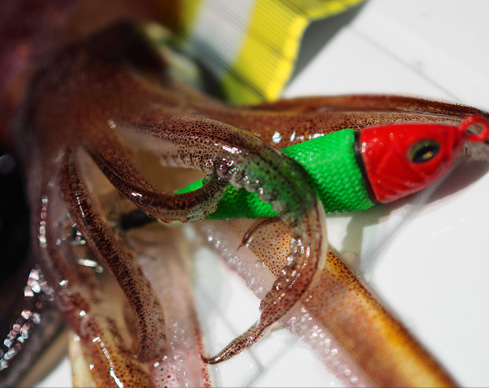 特集ページ｜SLASH｜GAME FISHING